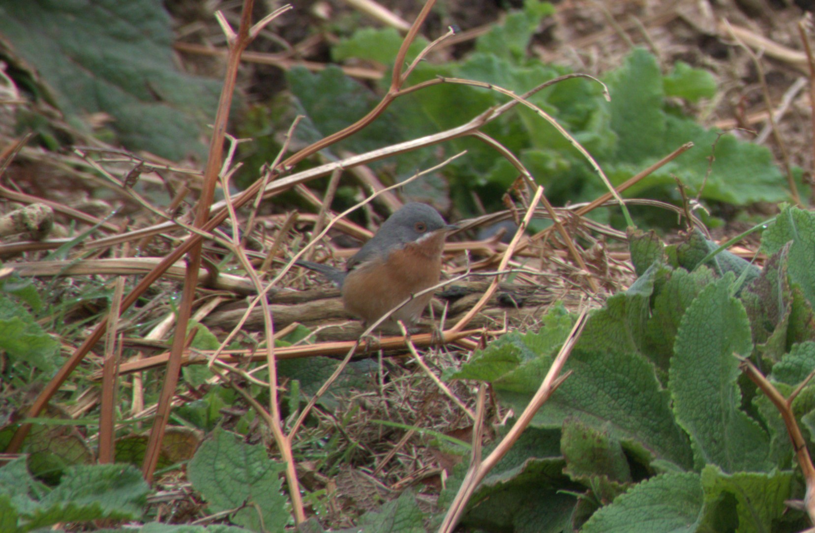 Western Subalpine Warbler by Alys Perry - BirdGuides