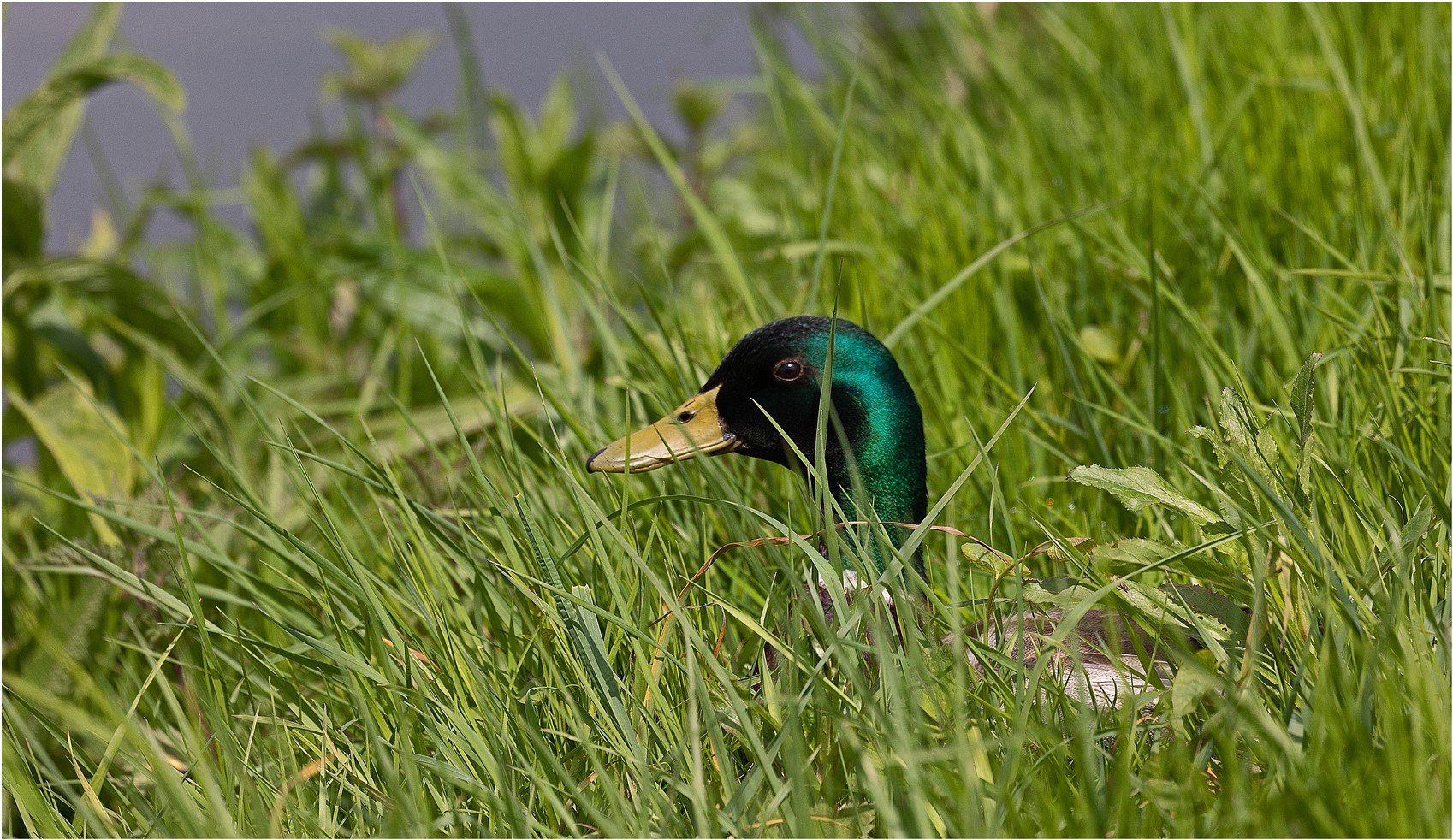 Mallard by David Sampson - BirdGuides