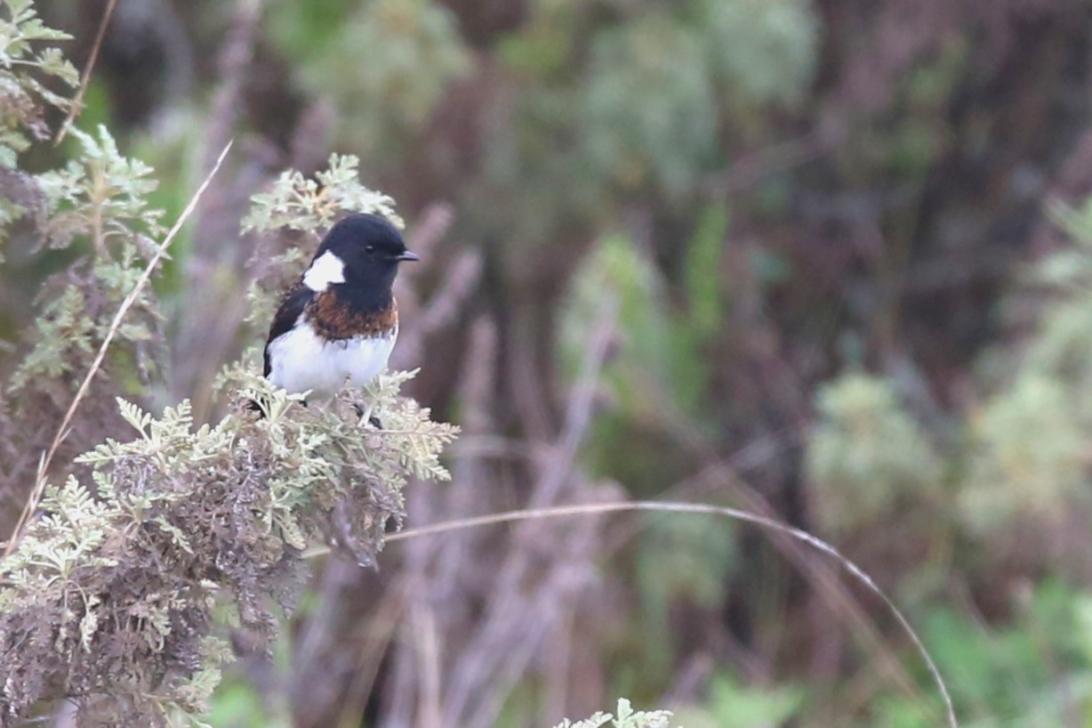 African Stonechat by David Nattrass - BirdGuides
