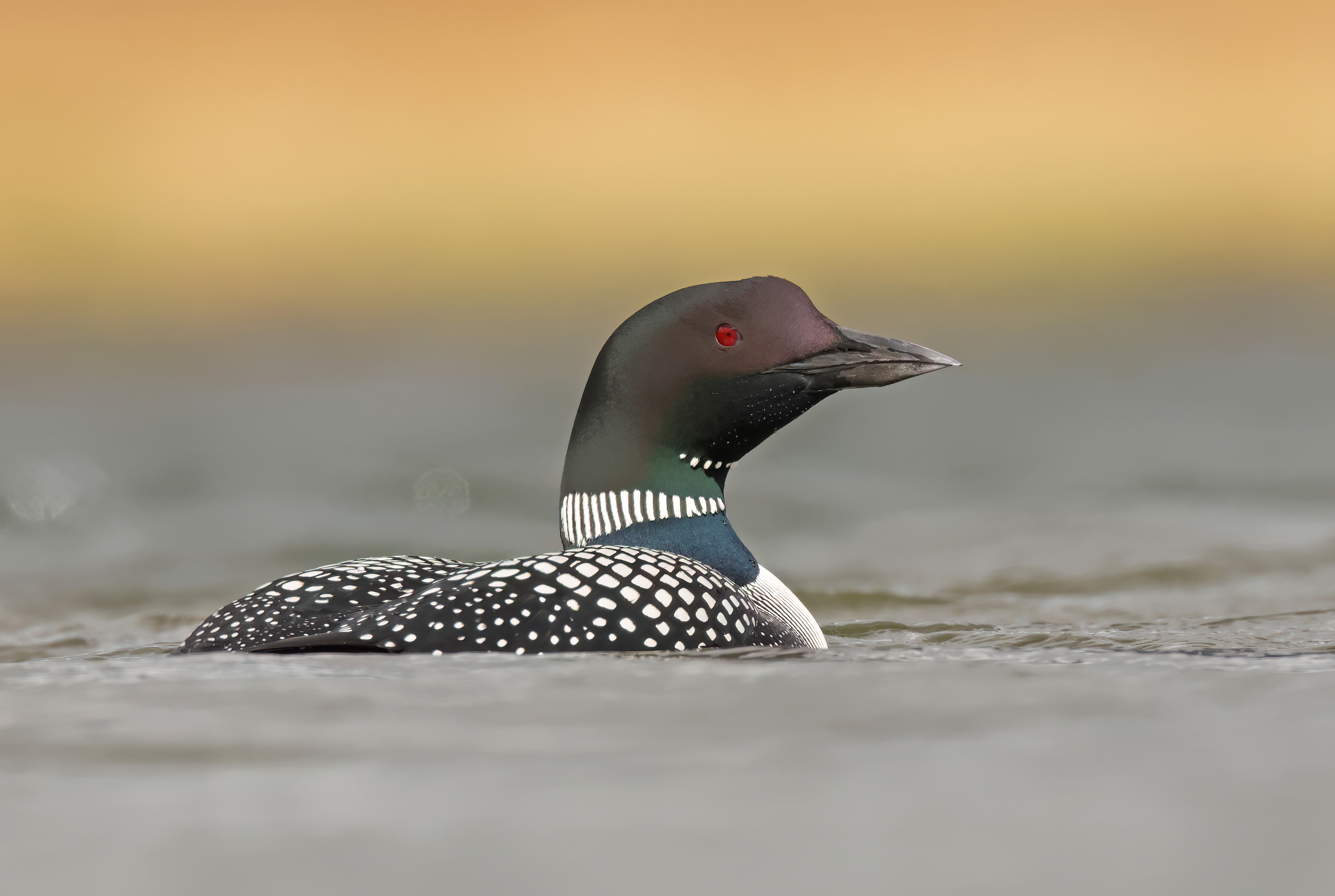 Great Northern Diver by John Dickenson - BirdGuides