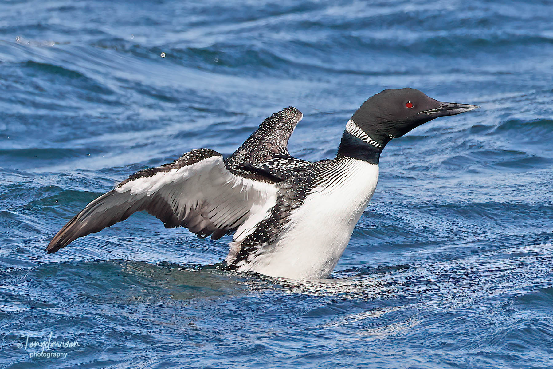 Great Northern Diver by Tony Davison - BirdGuides