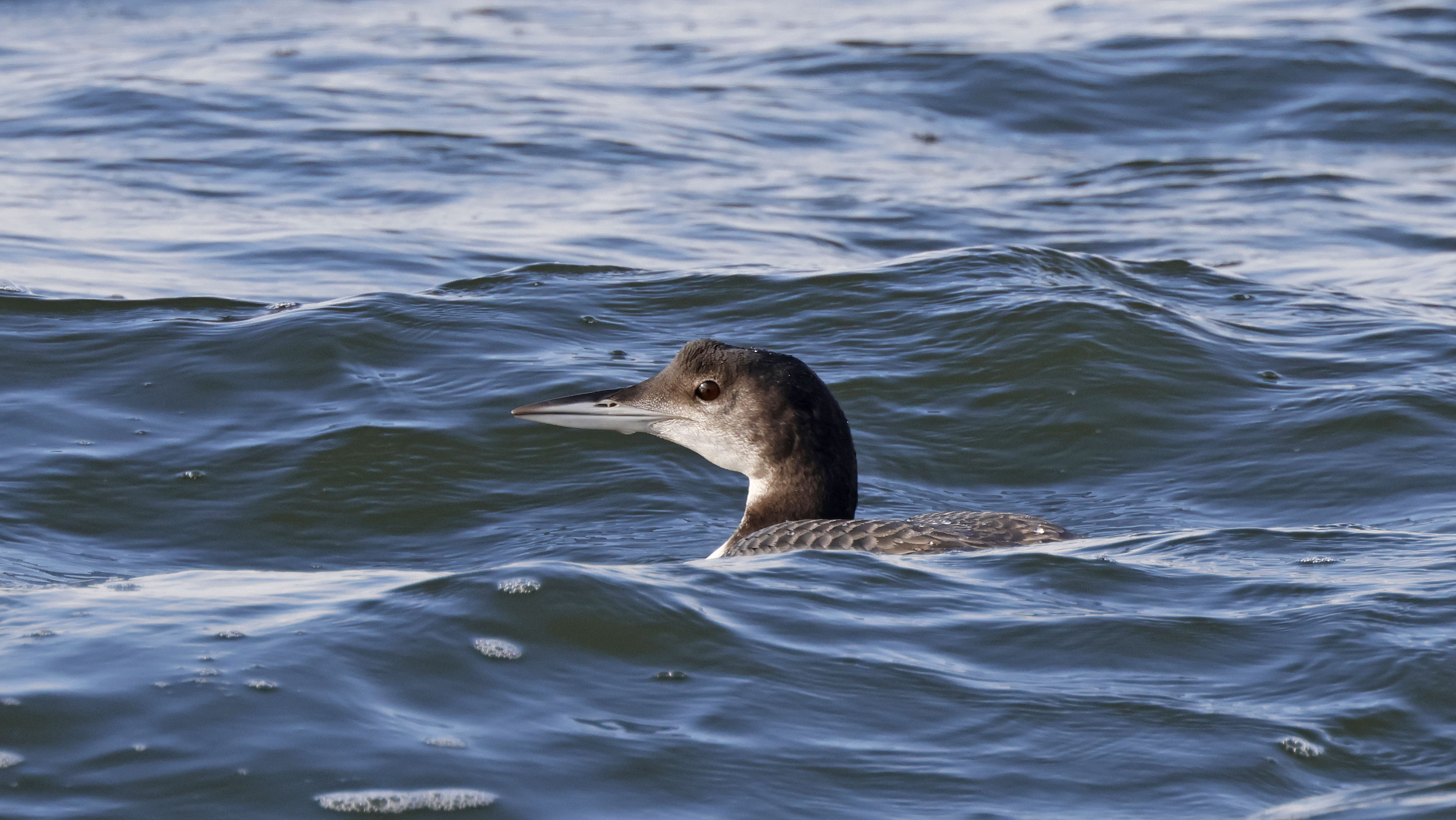 Great Northern Diver by David Bradshaw - BirdGuides