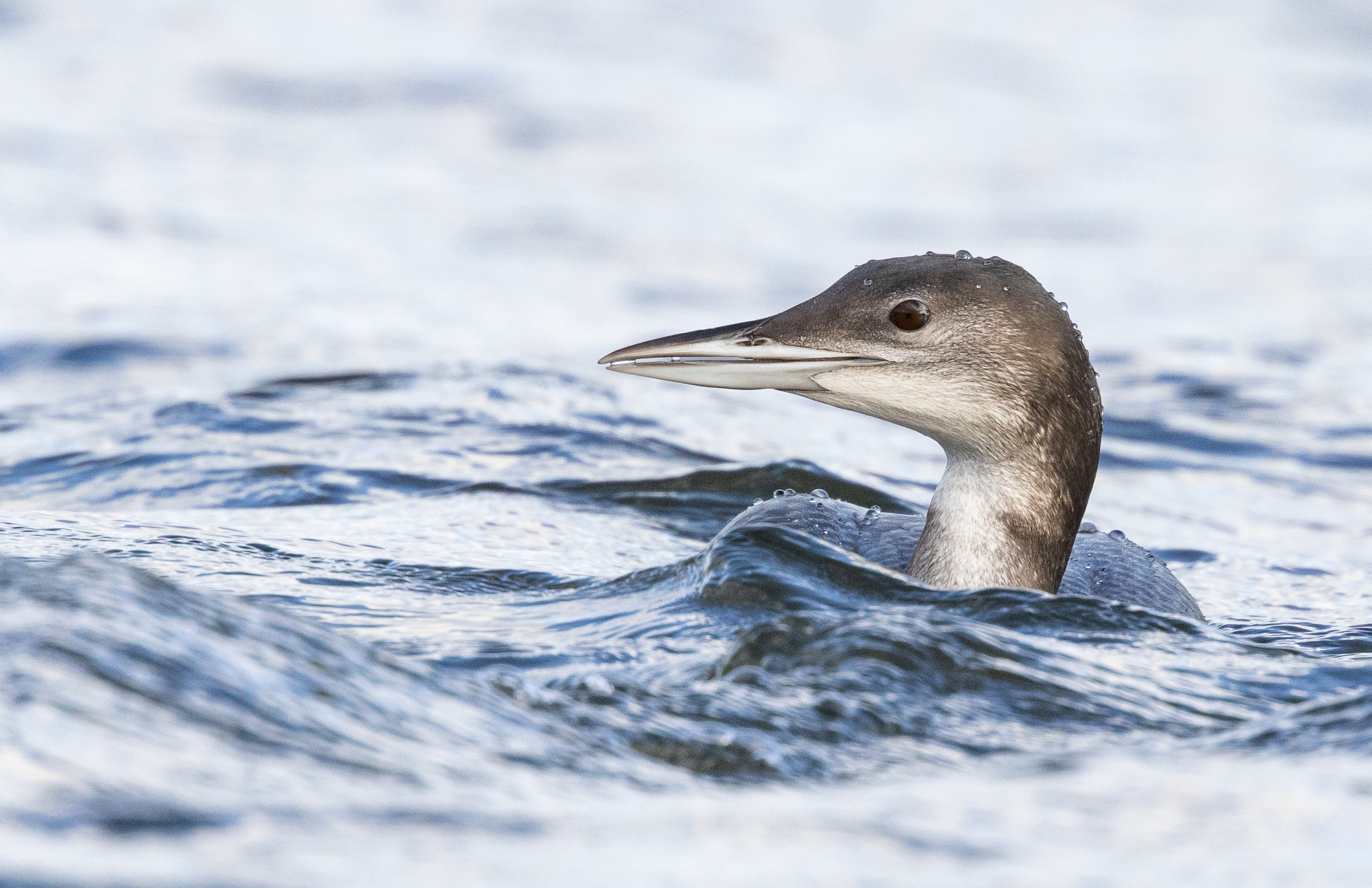 Great Northern Diver by Jeremy Mcclements - BirdGuides