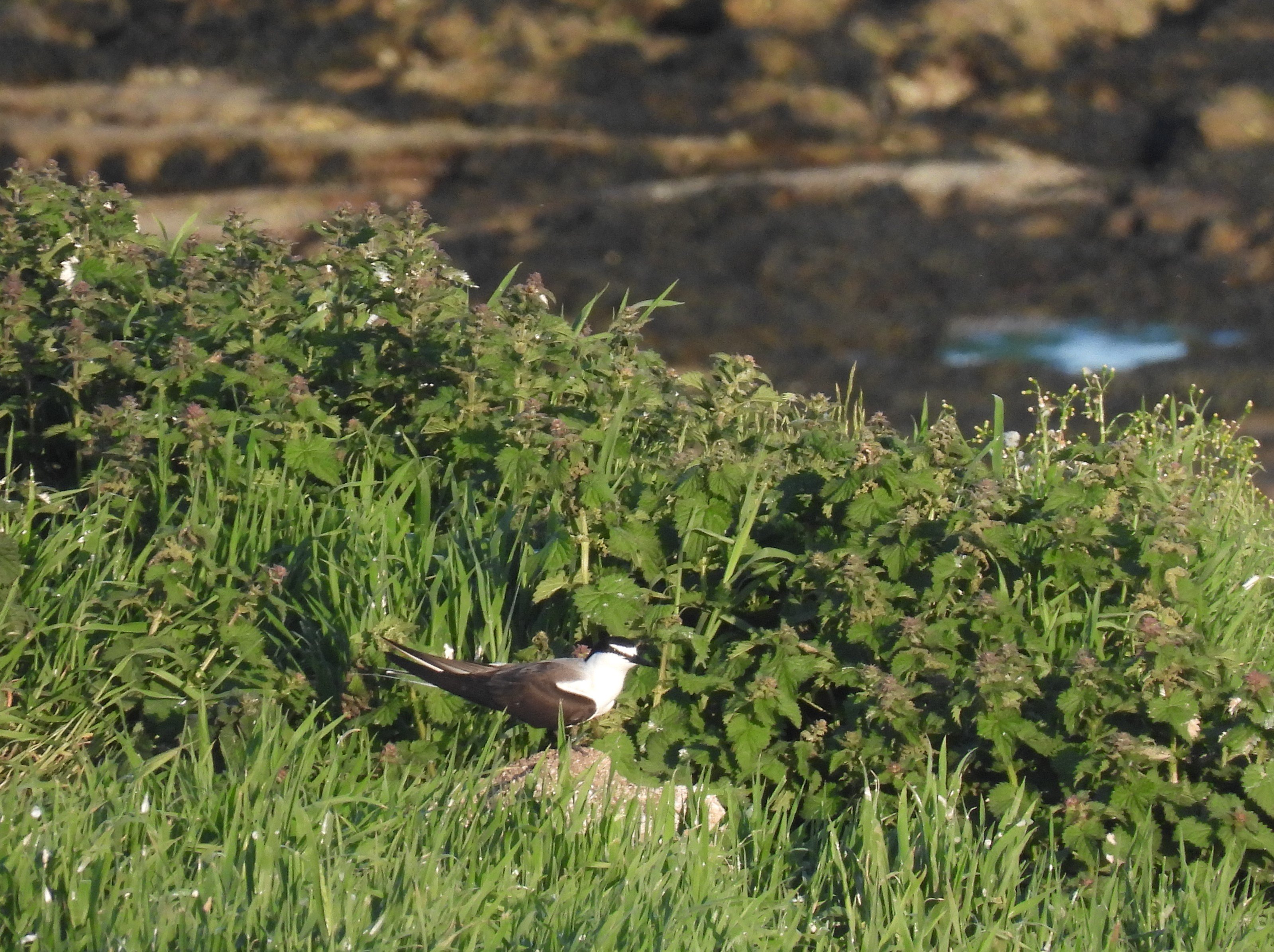 Bridled Tern by Holly Pickett - BirdGuides