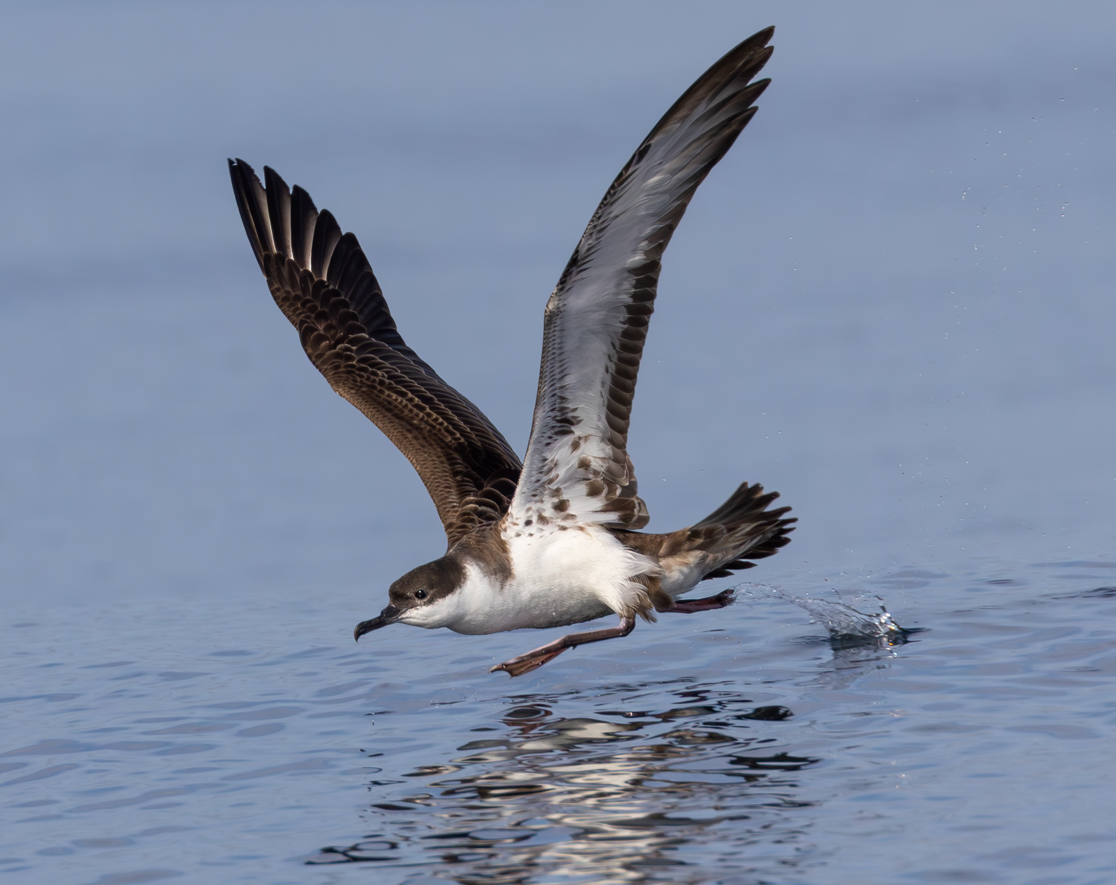Great Shearwater by Peter Garrity - BirdGuides