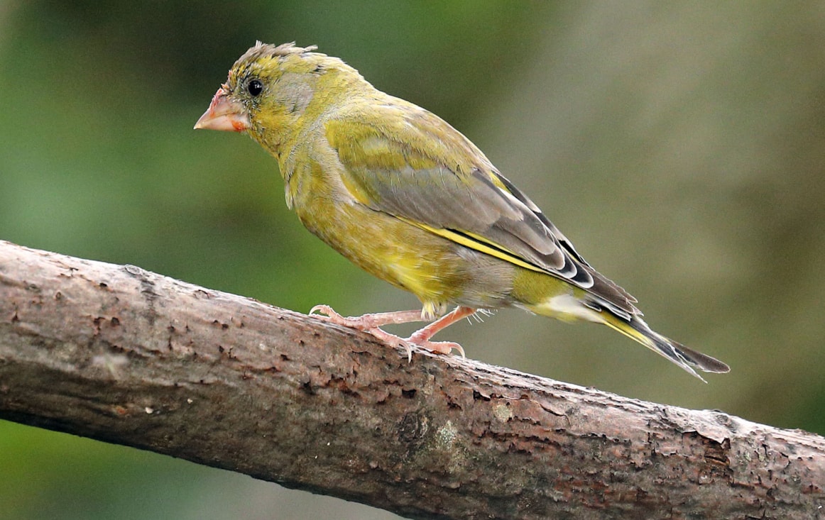 Greenfinch by PETER MILES - BirdGuides