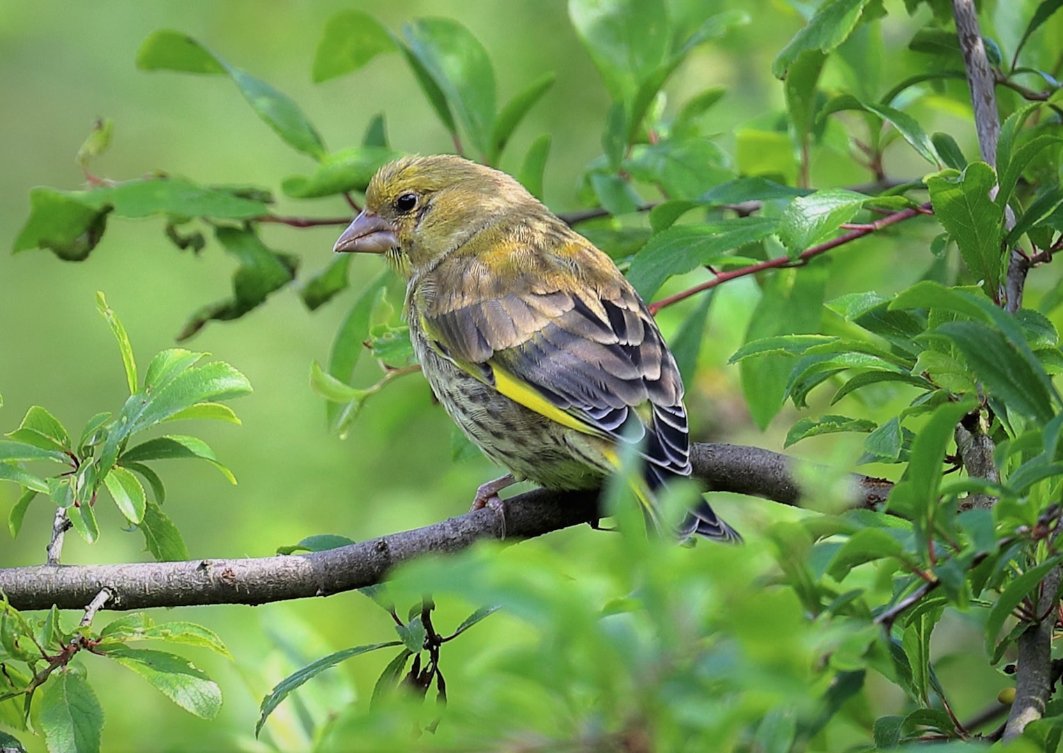 Greenfinch by PETER MILES - BirdGuides