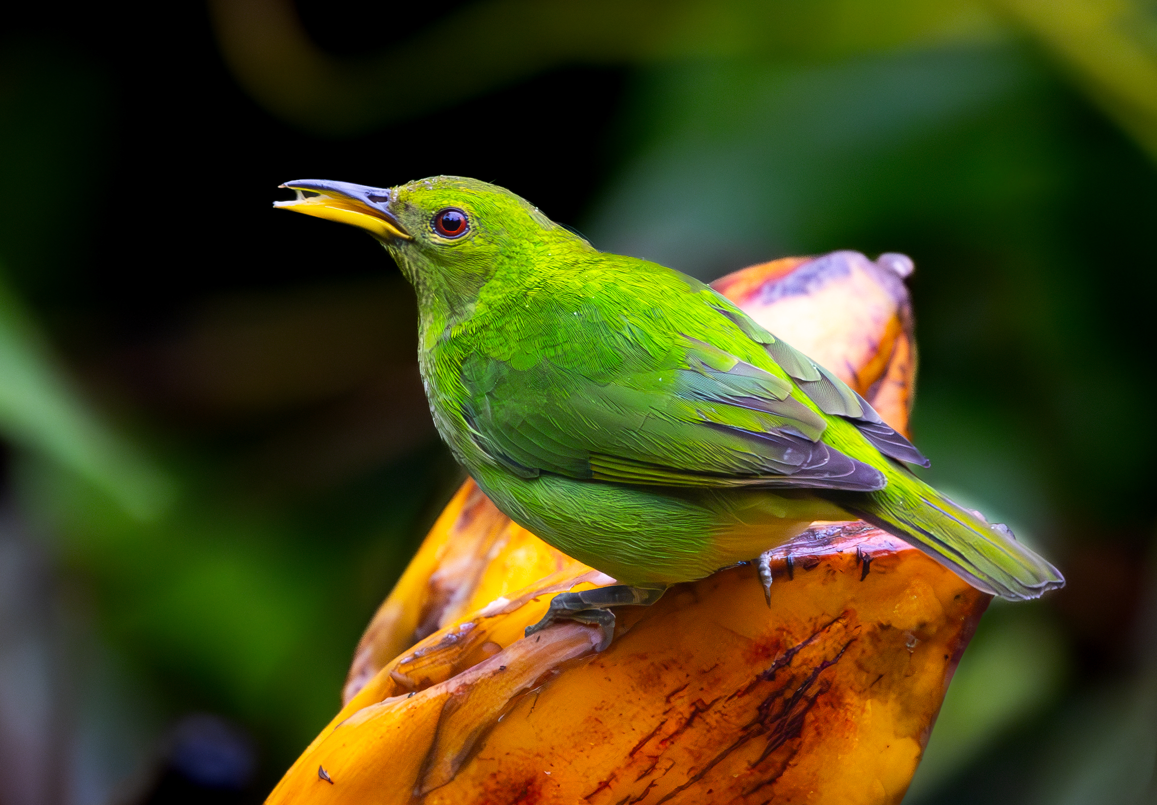 Green Honeycreeper by Peter Garrity - BirdGuides