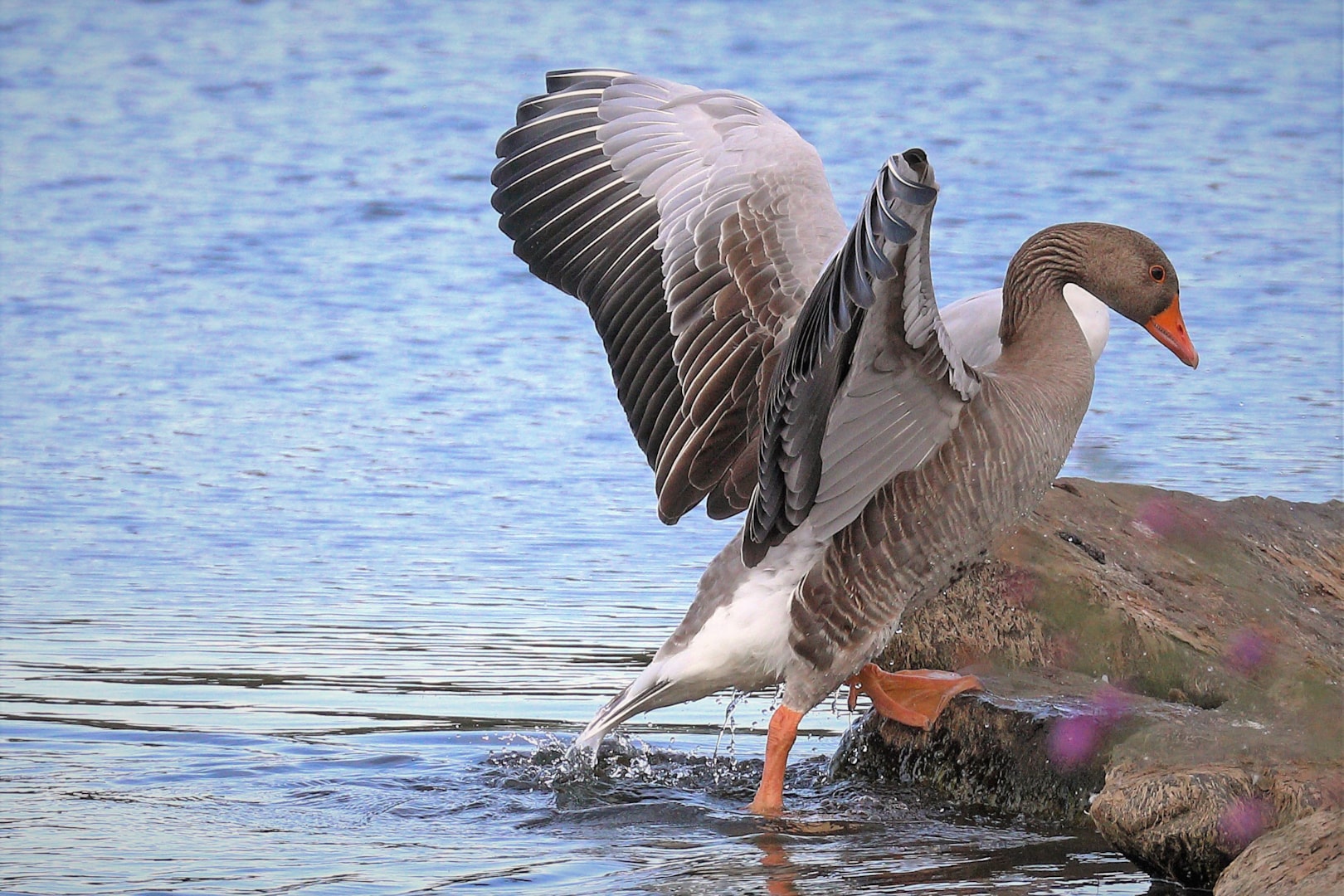 Greylag Goose by PETER MILES - BirdGuides