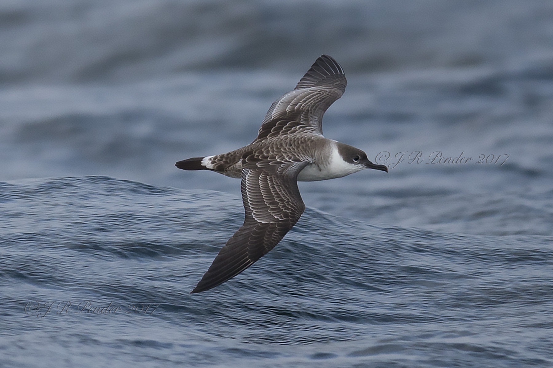 Details : Great Shearwater - BirdGuides