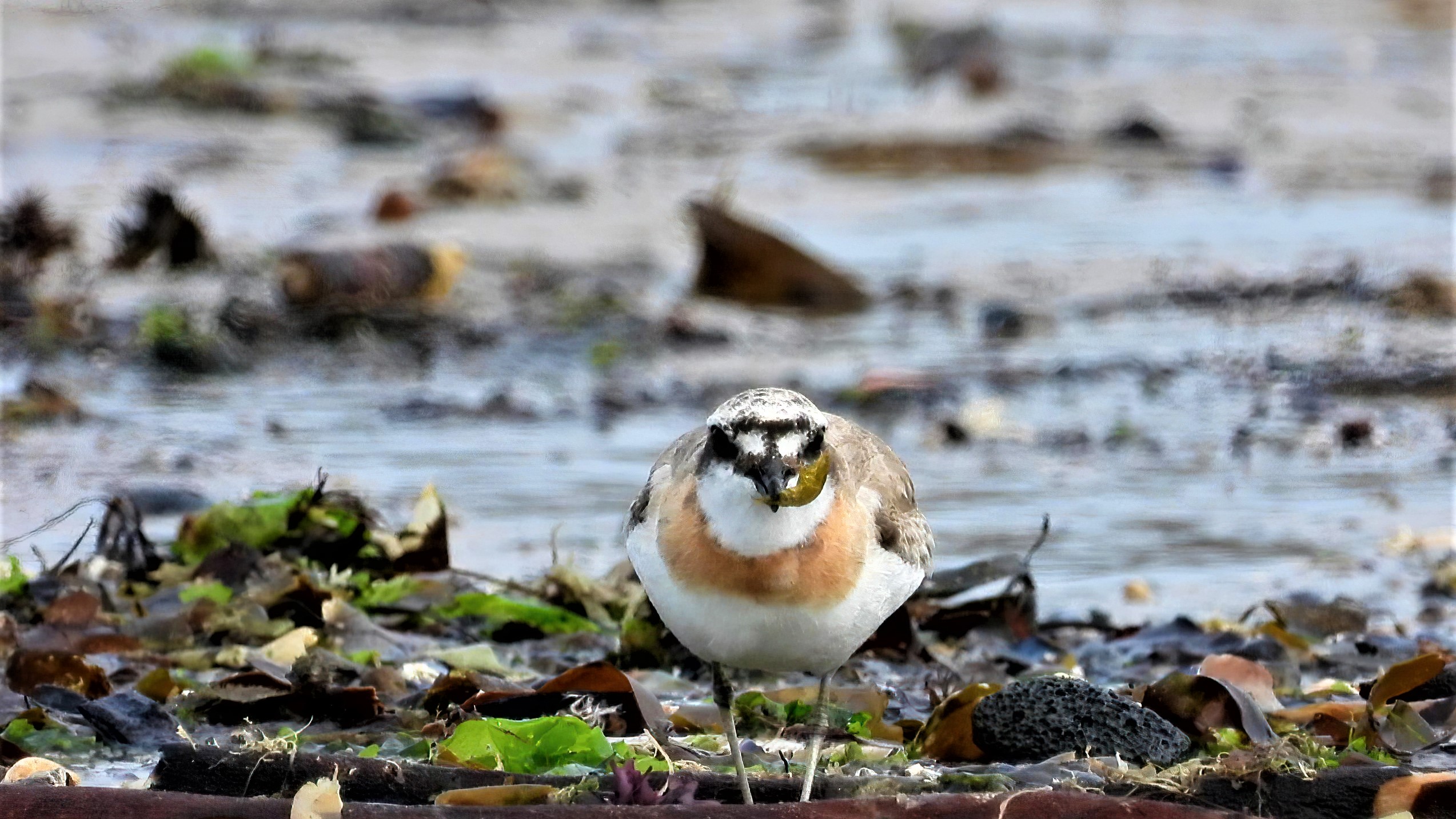 Greater Sand Plover by Stephen Pogson - BirdGuides