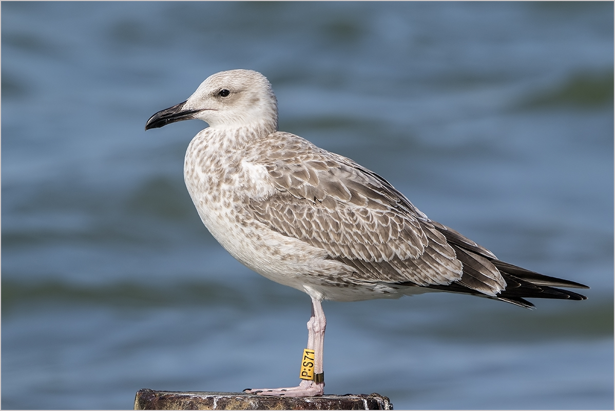 Details : Caspian Gull - BirdGuides