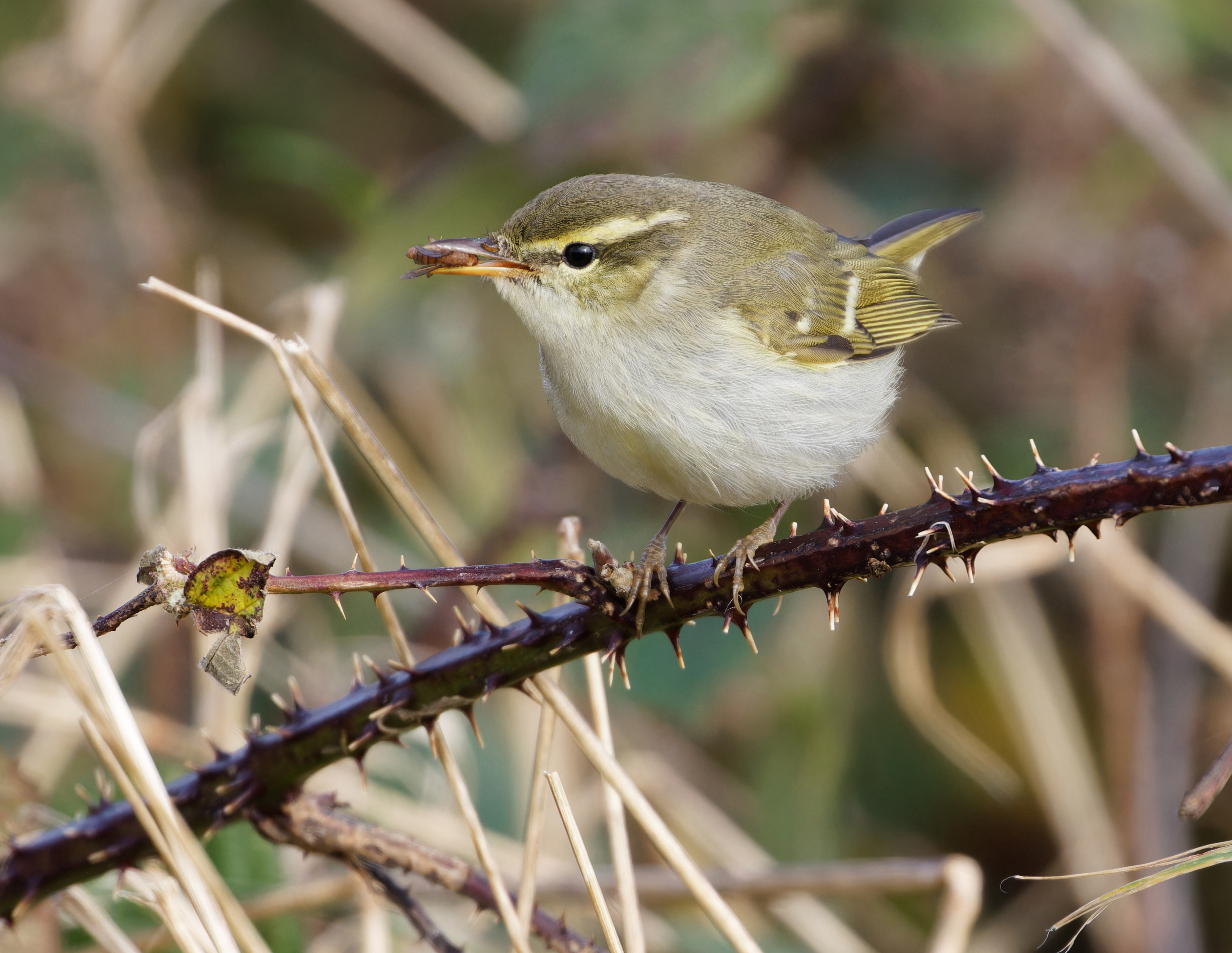 Two-barred Warbler by Lee Johnson - BirdGuides