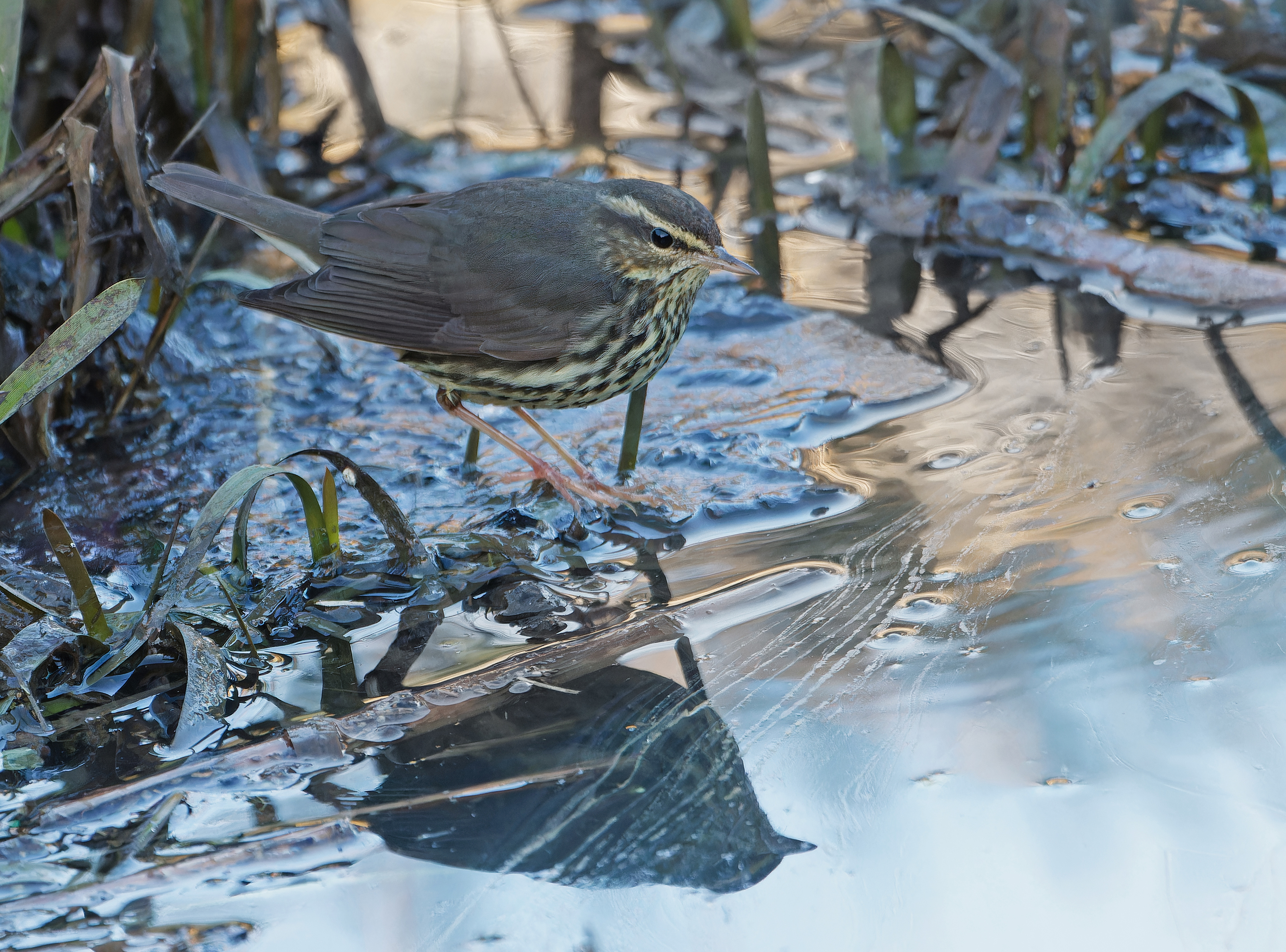Northern Waterthrush by Lee Johnson - BirdGuides
