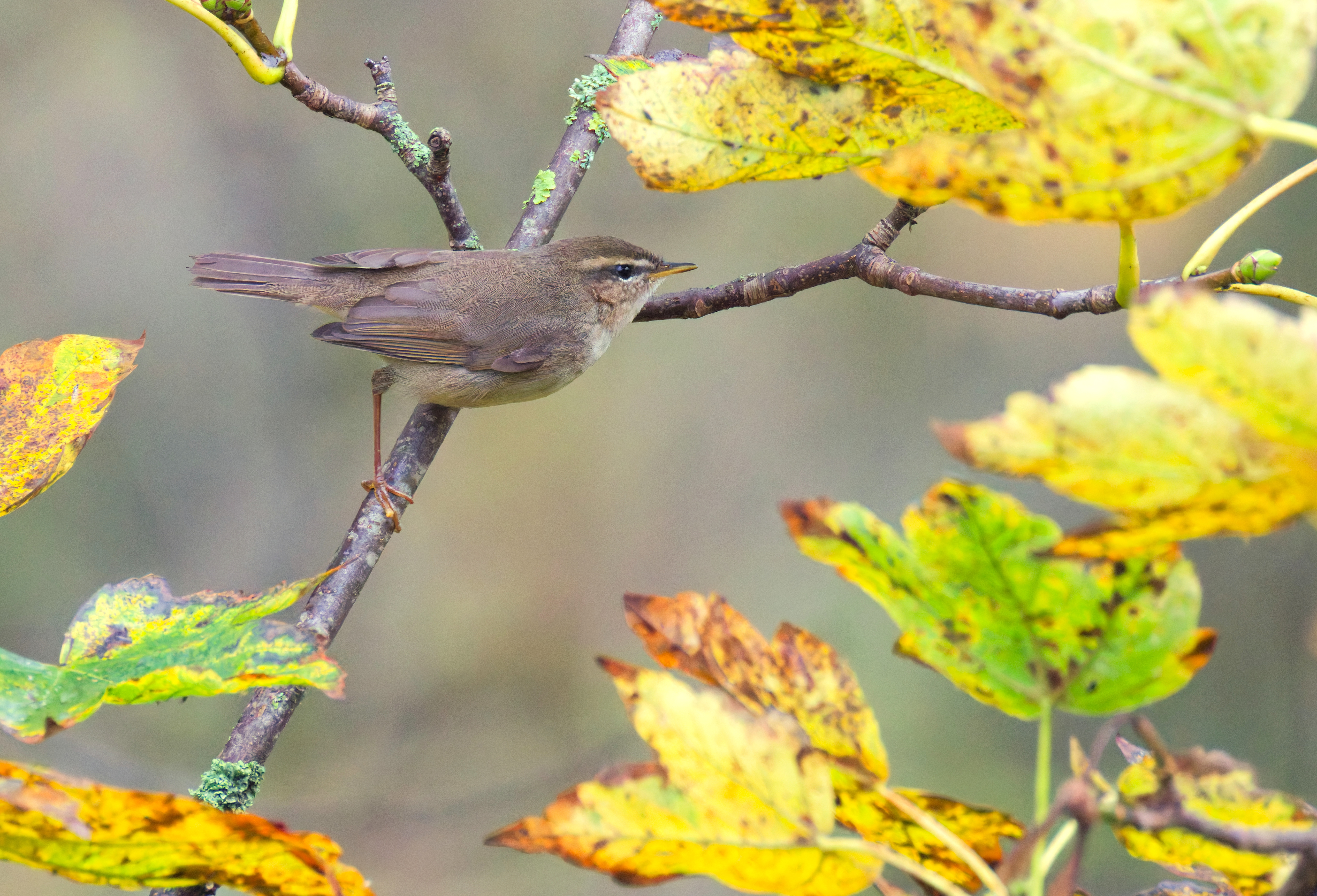 Dusky Warbler by Lee Johnson - BirdGuides
