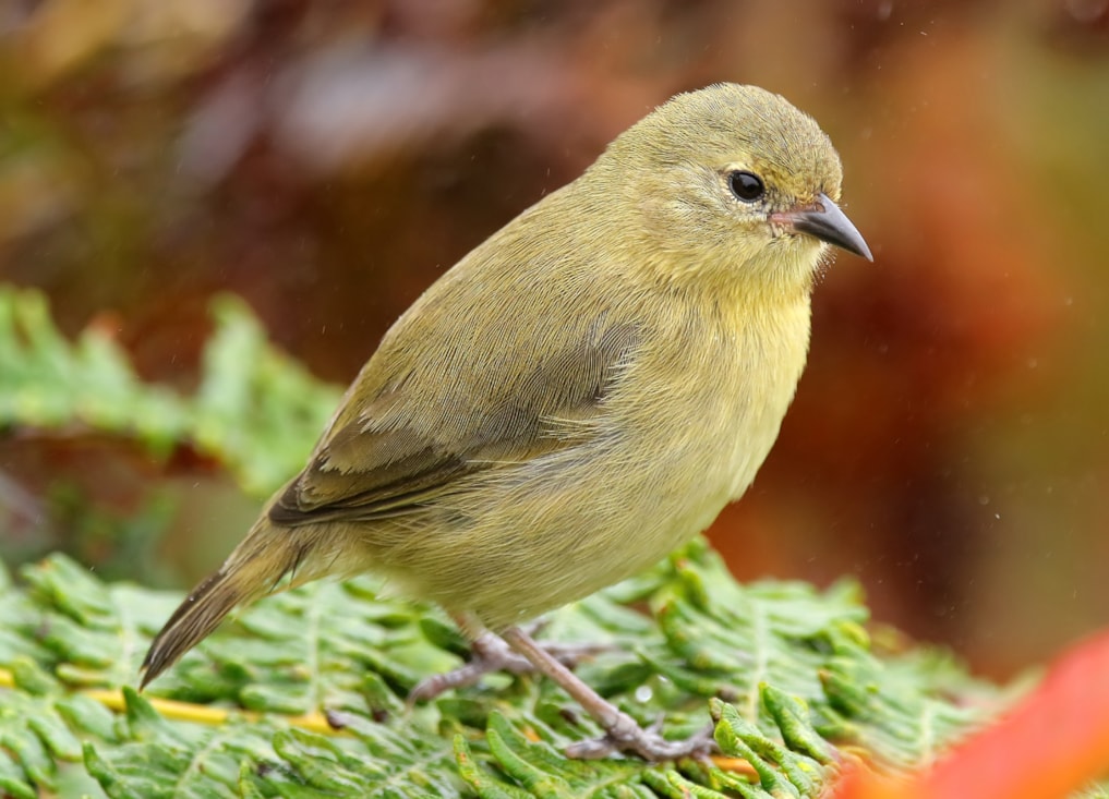 Grey Warbler-Finch by Jaz - BirdGuides