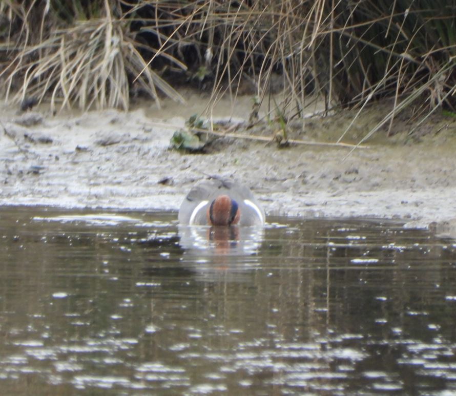 Green-winged Teal by Paul Boult - BirdGuides