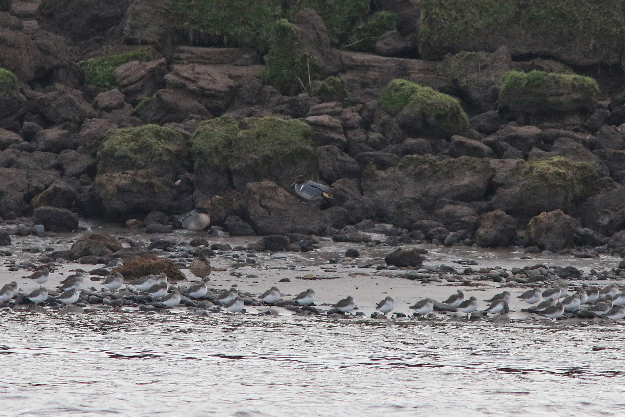 Rockcliffe Marsh Birdwatching Site - BirdGuides
