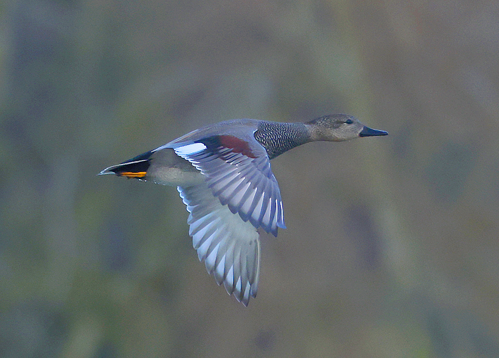 Gadwall by Mike Haberfield - BirdGuides
