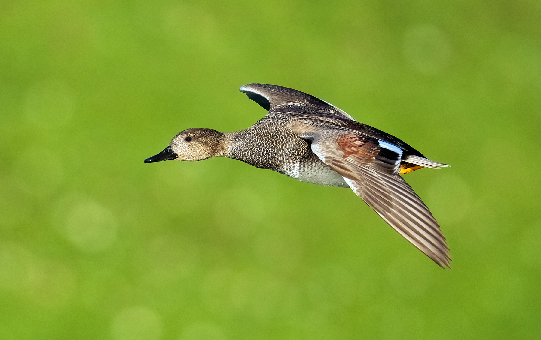 Gadwall by Nigel Kiteley - BirdGuides