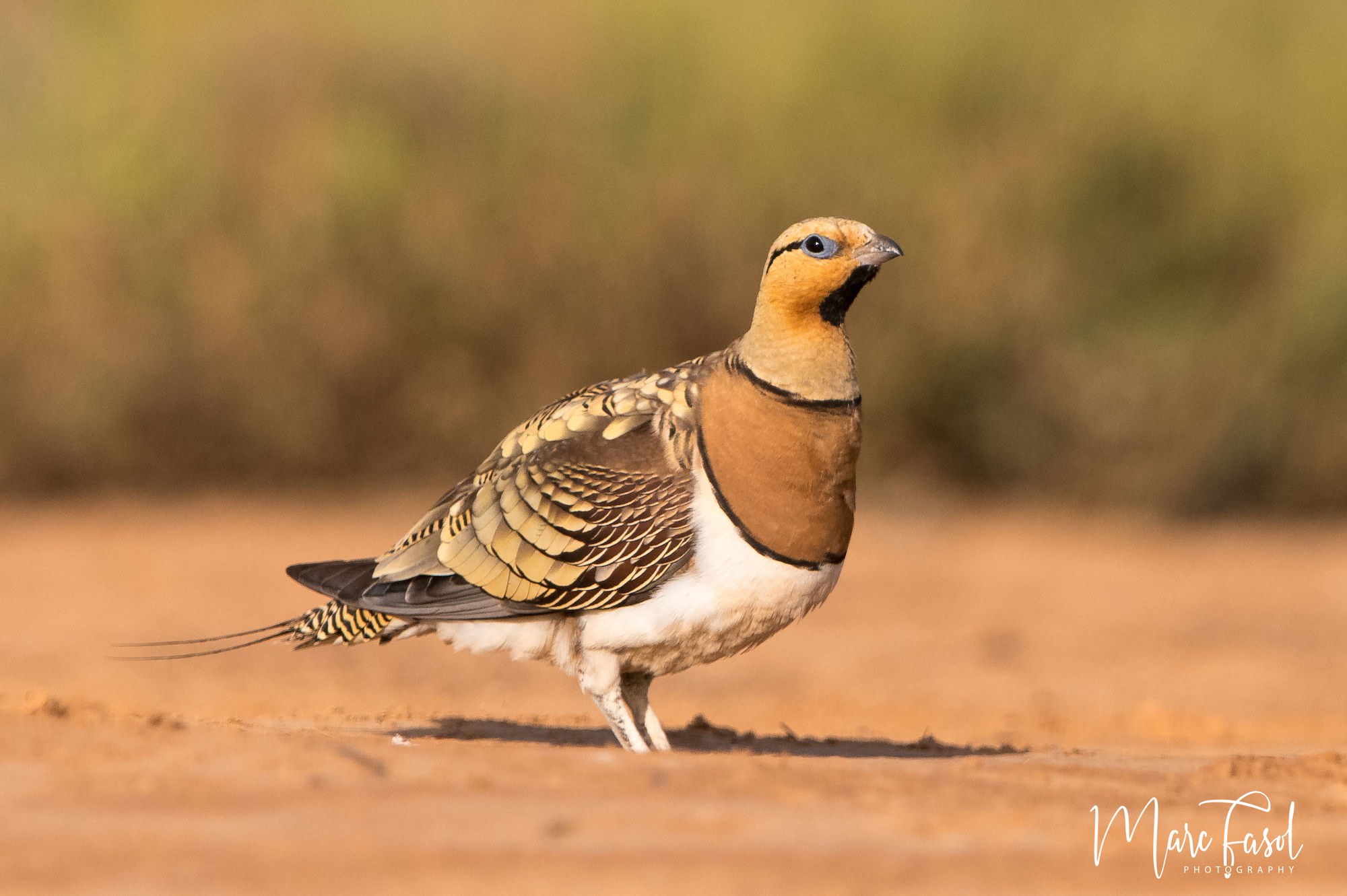 Details : Pin-tailed Sandgrouse - BirdGuides