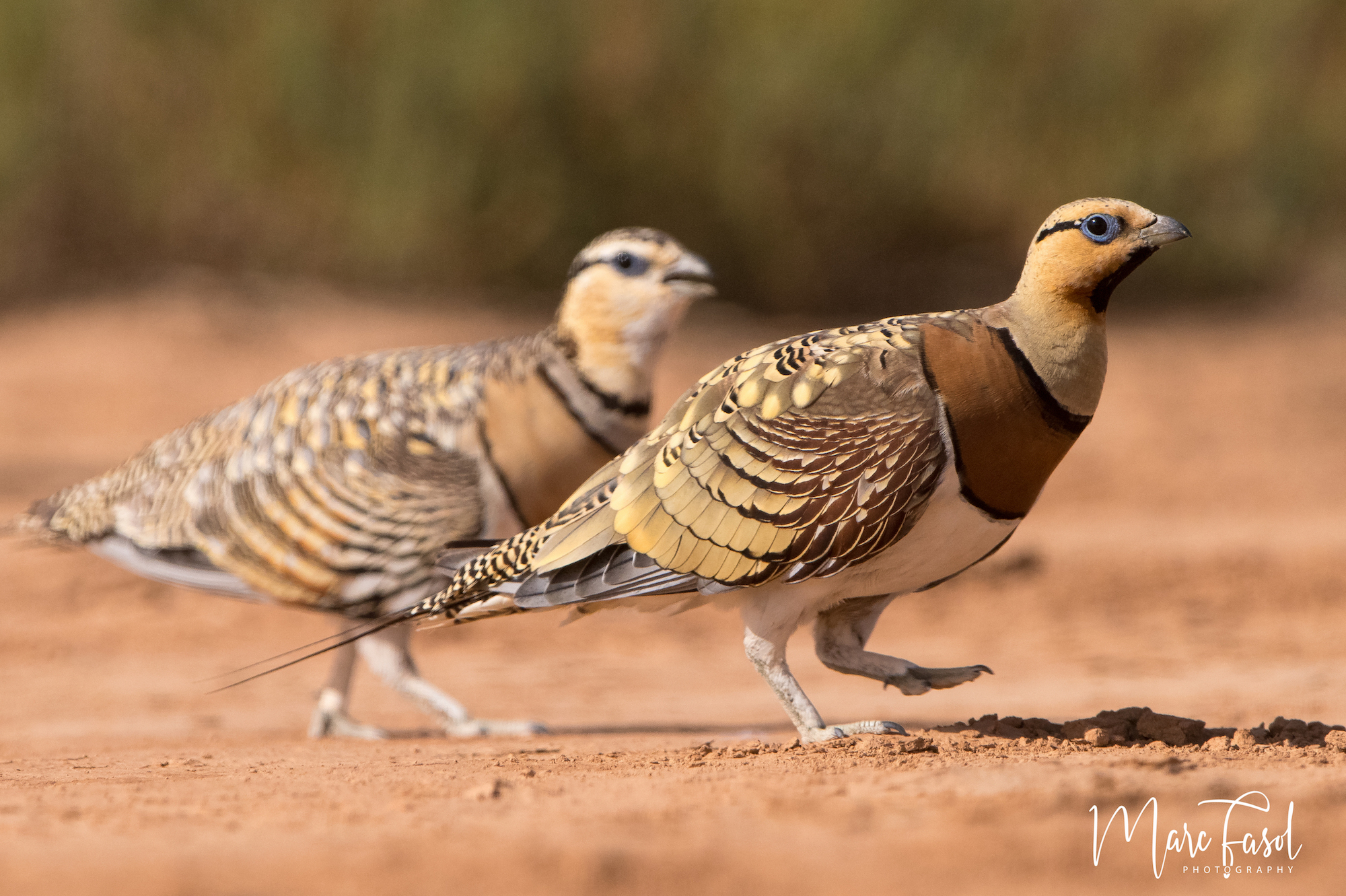 Details : Pin-tailed Sandgrouse - BirdGuides