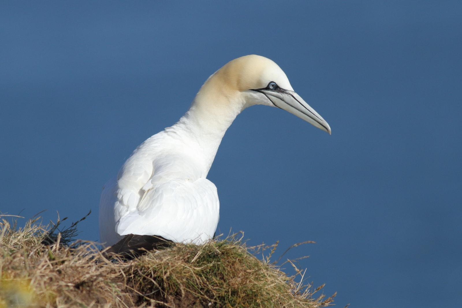 Northern Gannet by Stephen Mulligan - BirdGuides