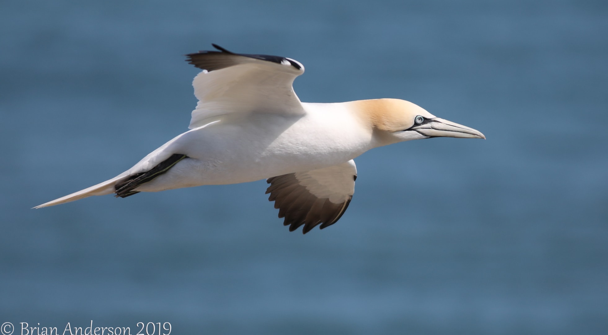 Northern Gannet by Brian Anderson - BirdGuides