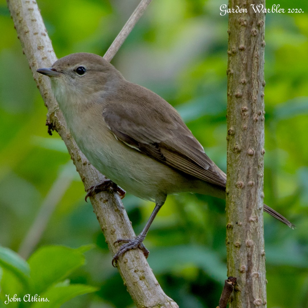 Garden Warbler by John Atkins - BirdGuides