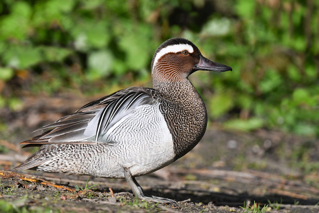 Garganey by Tim Melling - BirdGuides