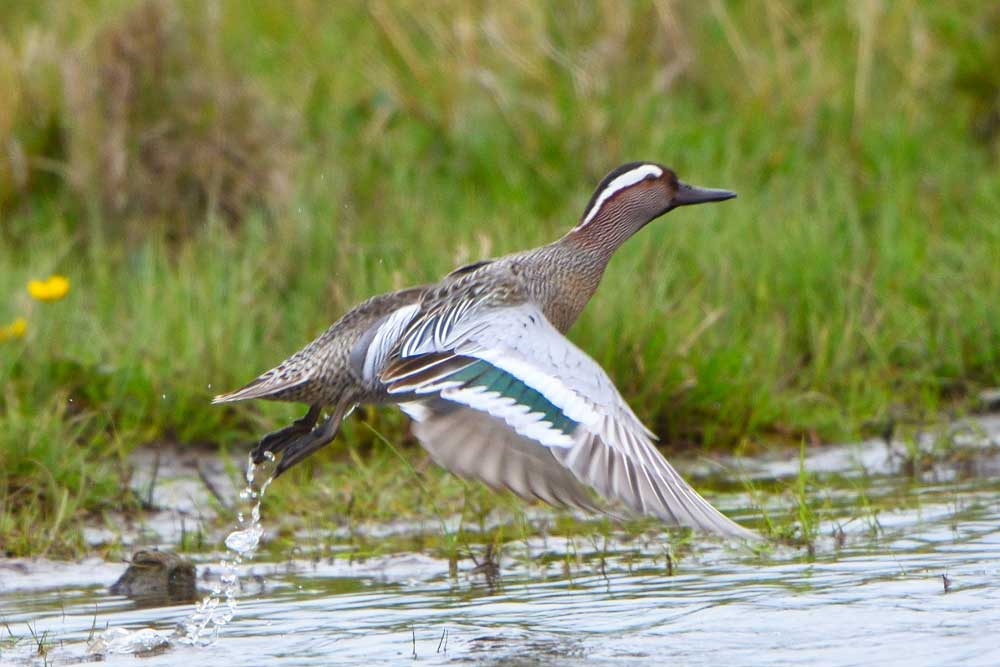 Garganey by Ian Cunningham - BirdGuides