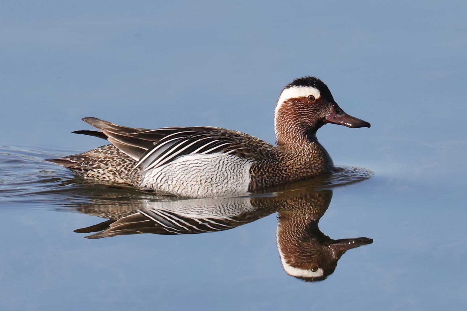 Garganey by Dave Jackson - BirdGuides