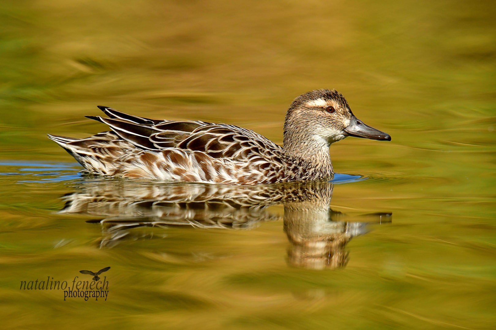 Garganey by Natalino Fenech - BirdGuides