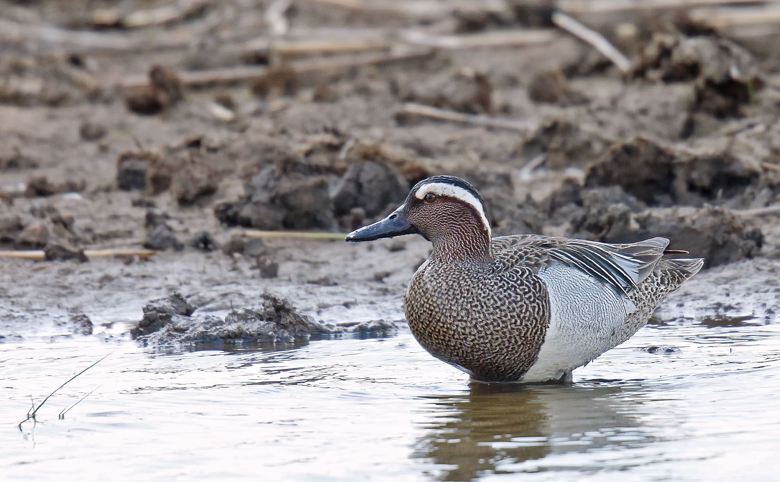 Garganey by Tony Davison - BirdGuides