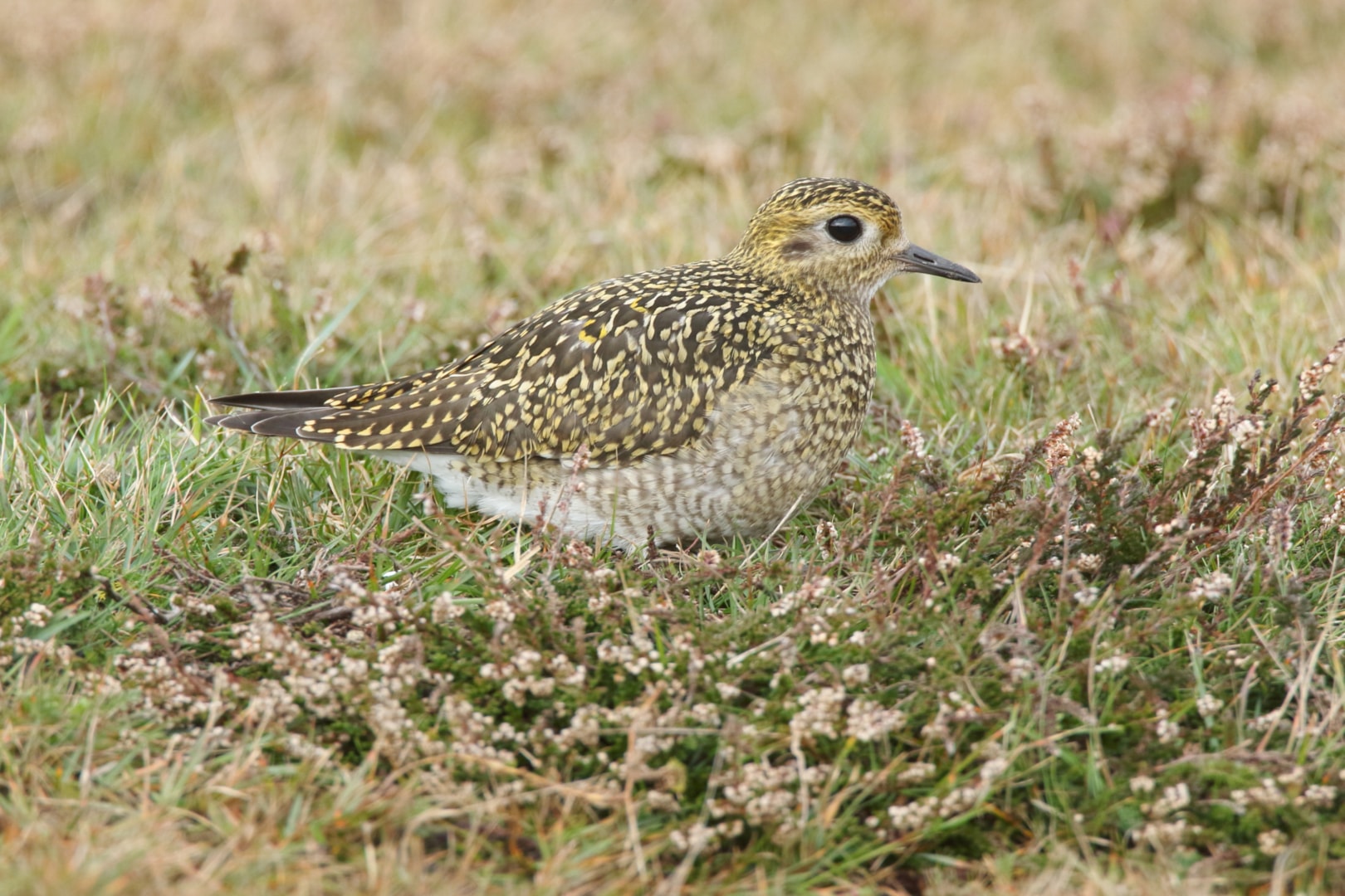 European Golden Plover by Andrew Jordan - BirdGuides