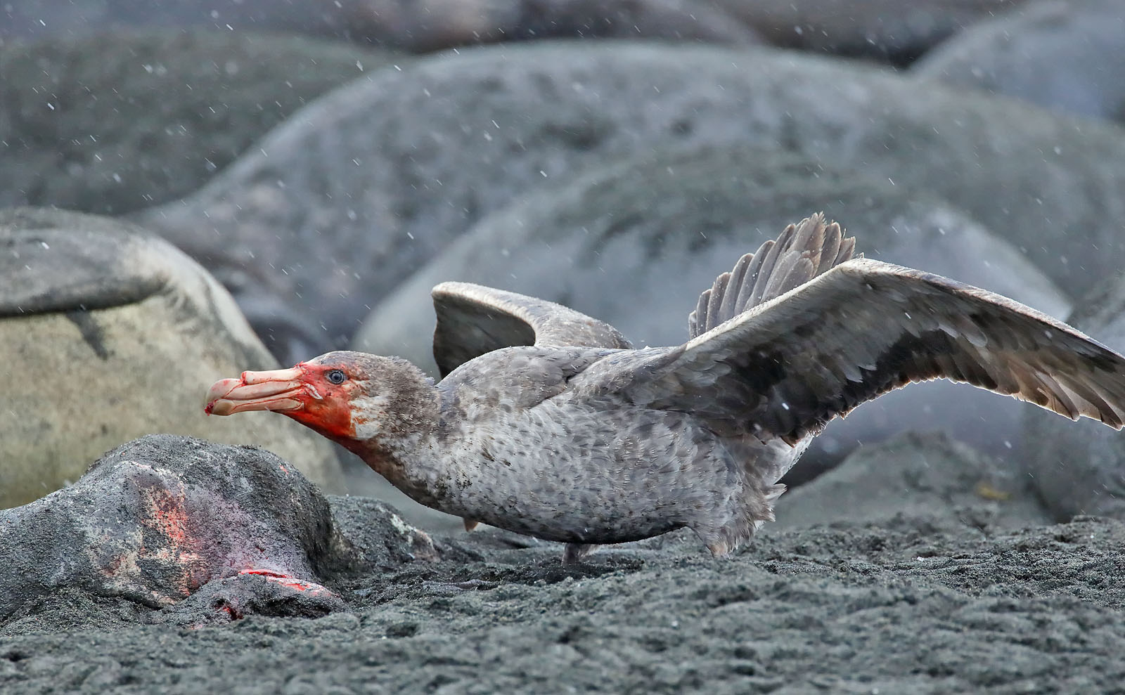 Details : Northern Giant Petrel - BirdGuides