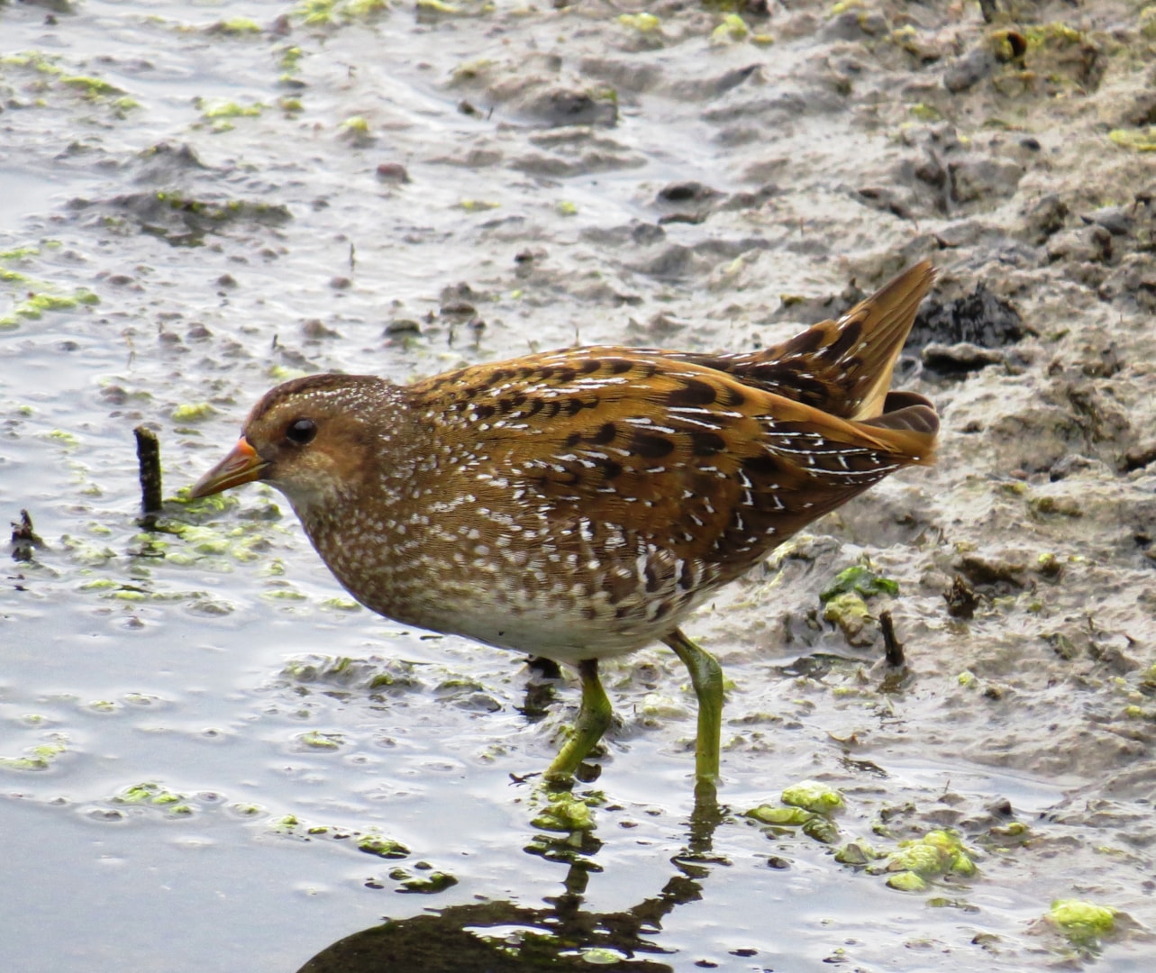 Spotted Crake by Nige Lound - BirdGuides