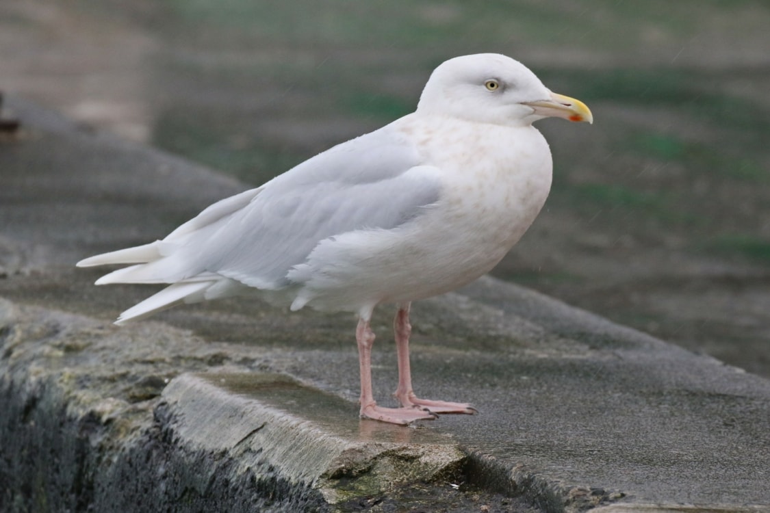 Glaucous Gull by Chris Teague - BirdGuides