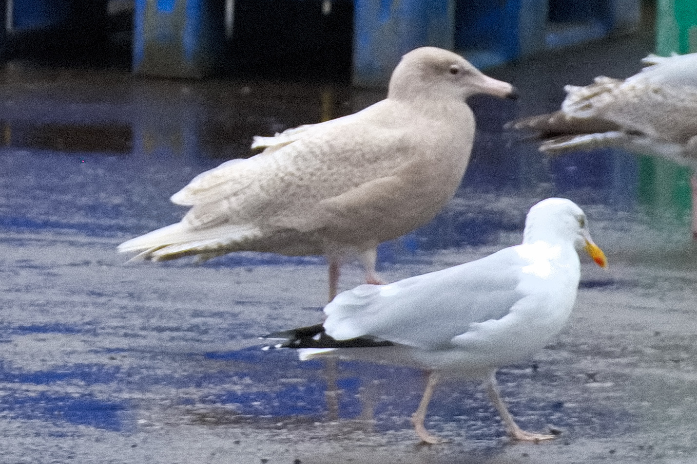 Glaucous Gull by Bruce Kerr - BirdGuides
