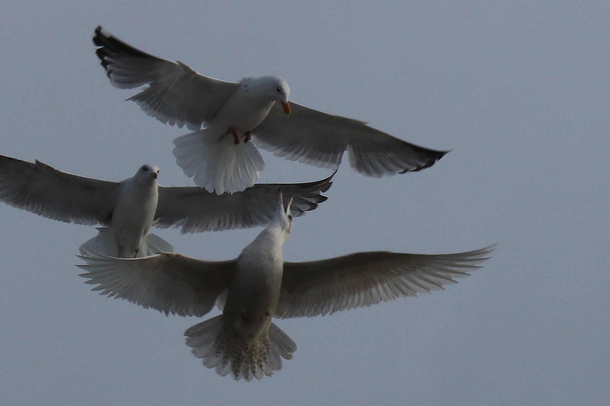 Glaucous Gull by Bruce Kerr - BirdGuides
