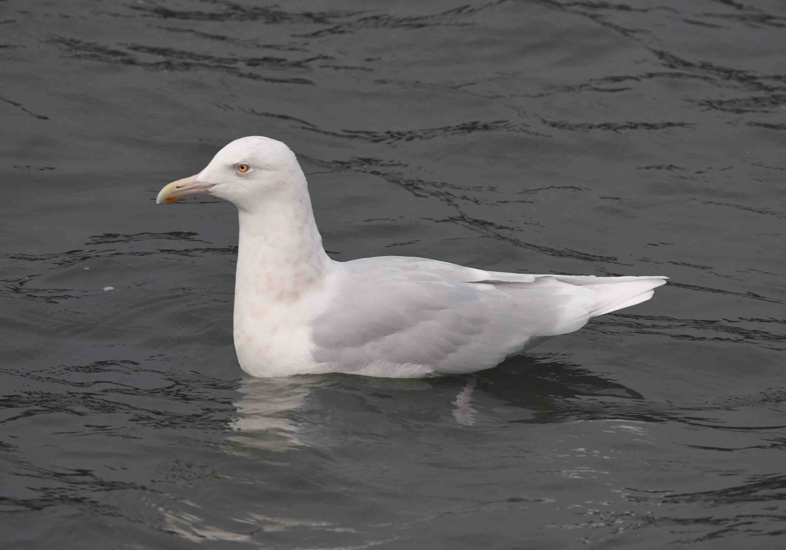 Glaucous Gull by Richard Mills - BirdGuides