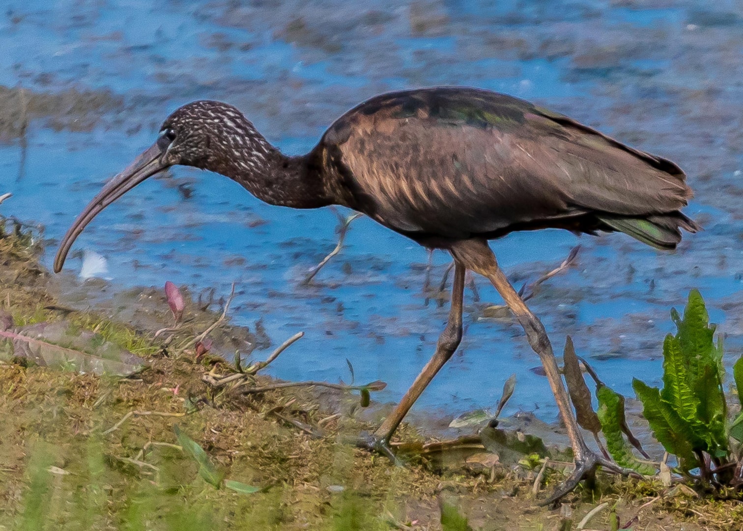 Glossy Ibis by Brian Irvine - BirdGuides