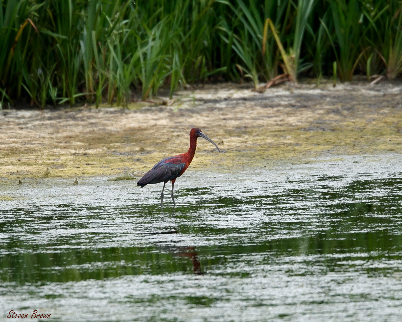 Glossy Ibis by Steven Brown - BirdGuides