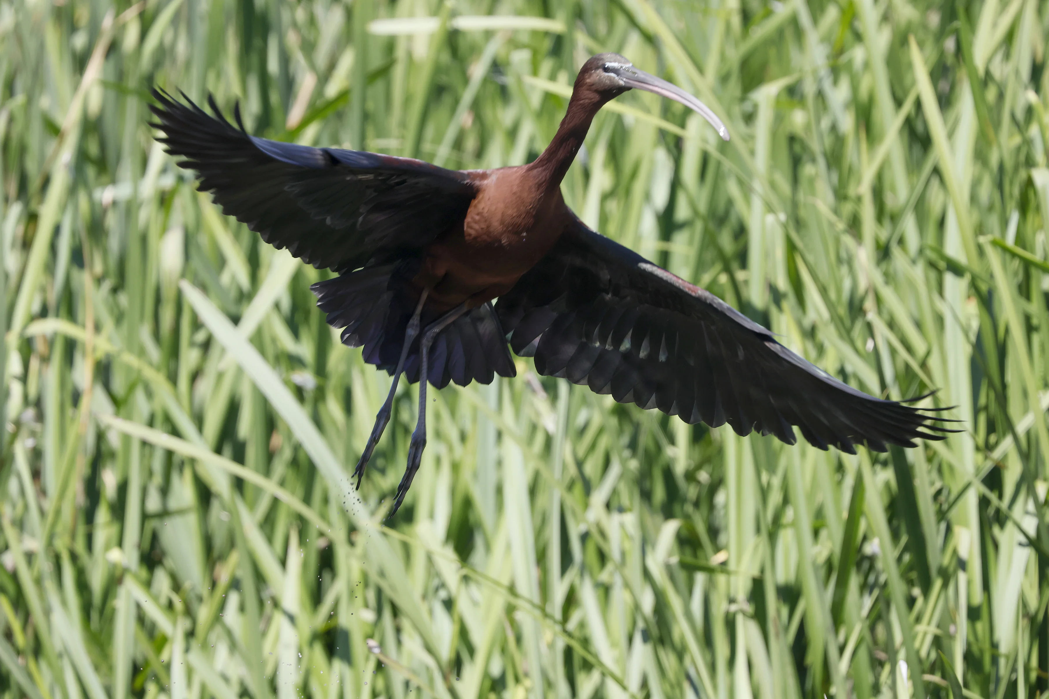 Details : Glossy Ibis - BirdGuides