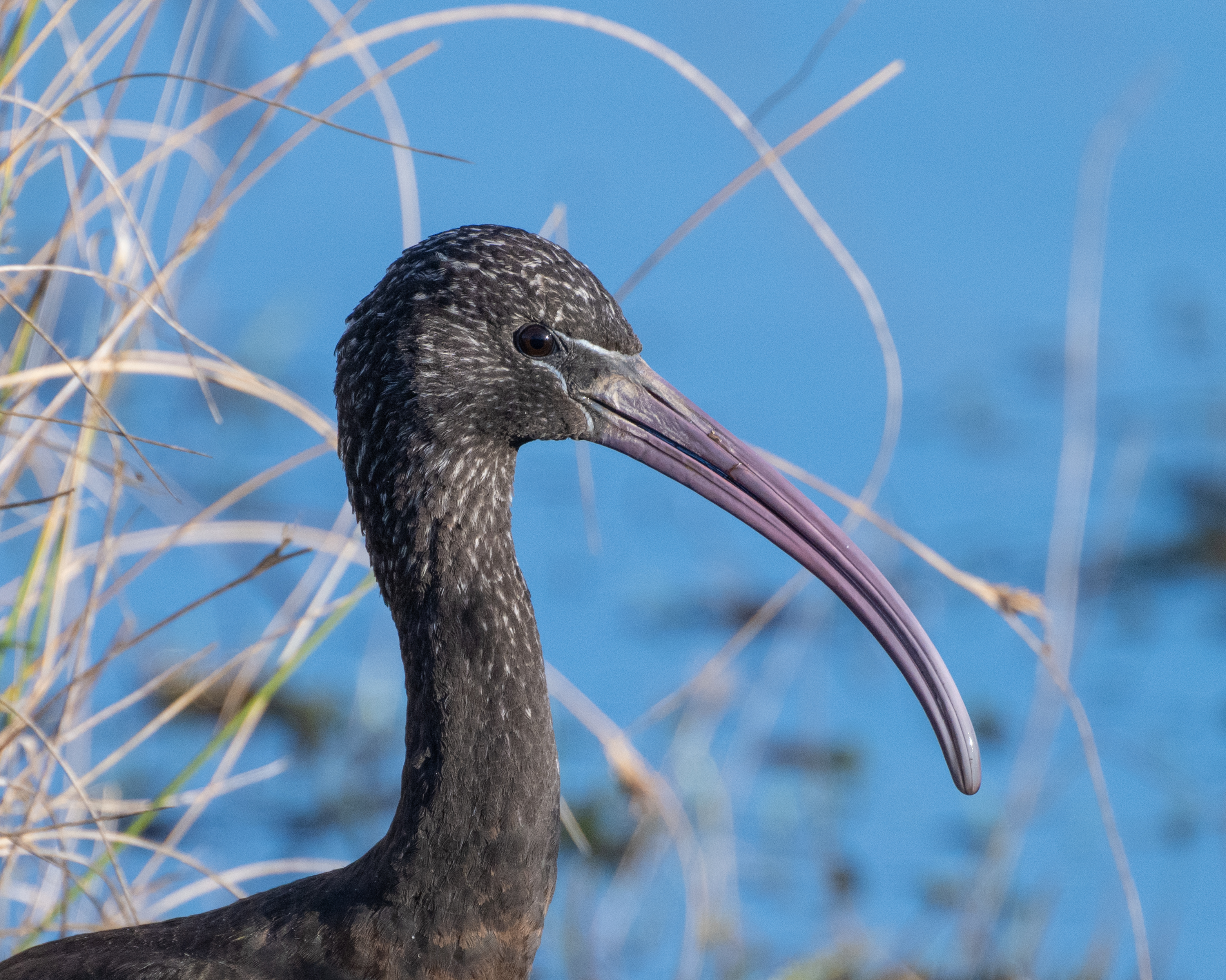 Details : Glossy Ibis - BirdGuides