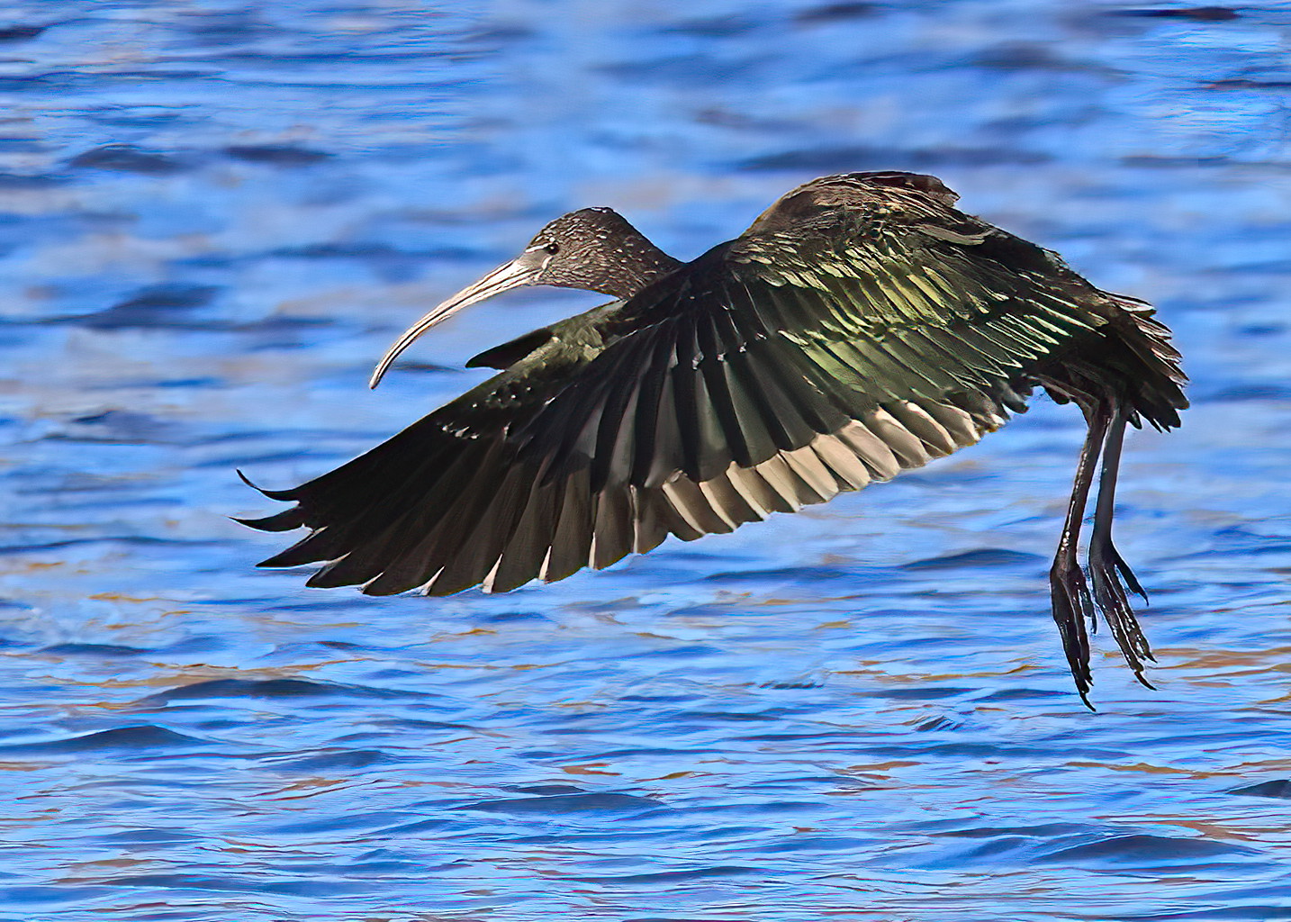 Glossy Ibis by Mike Trew - BirdGuides