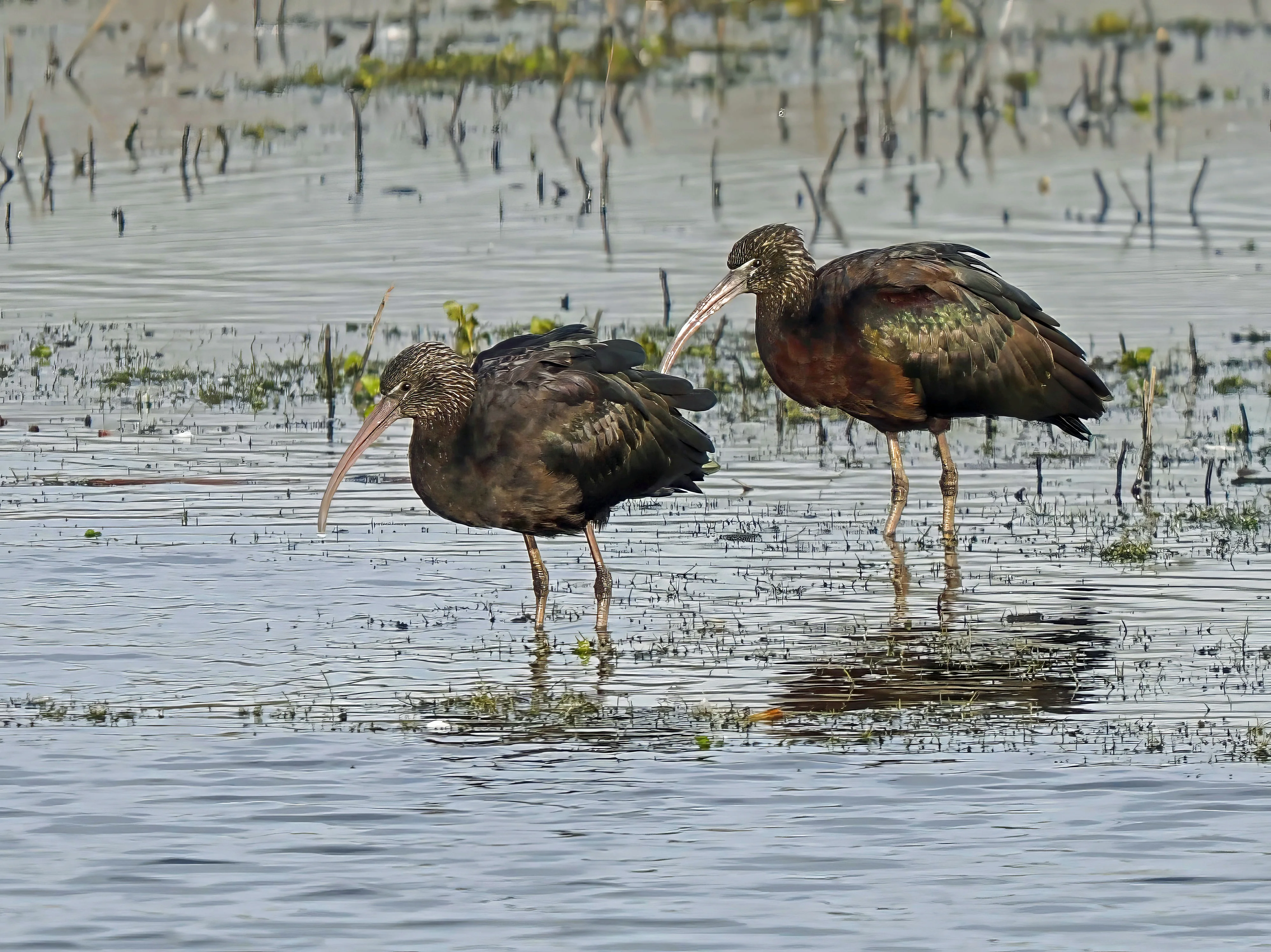 Sighting Report - BirdGuides