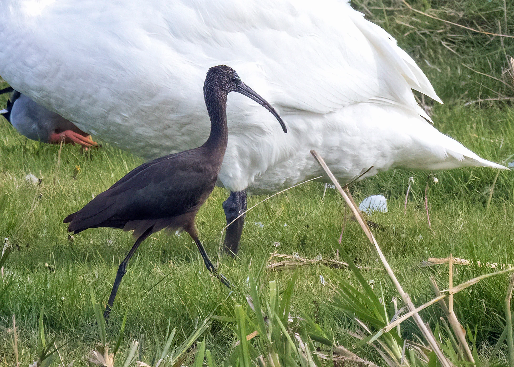 Sighting Report - BirdGuides