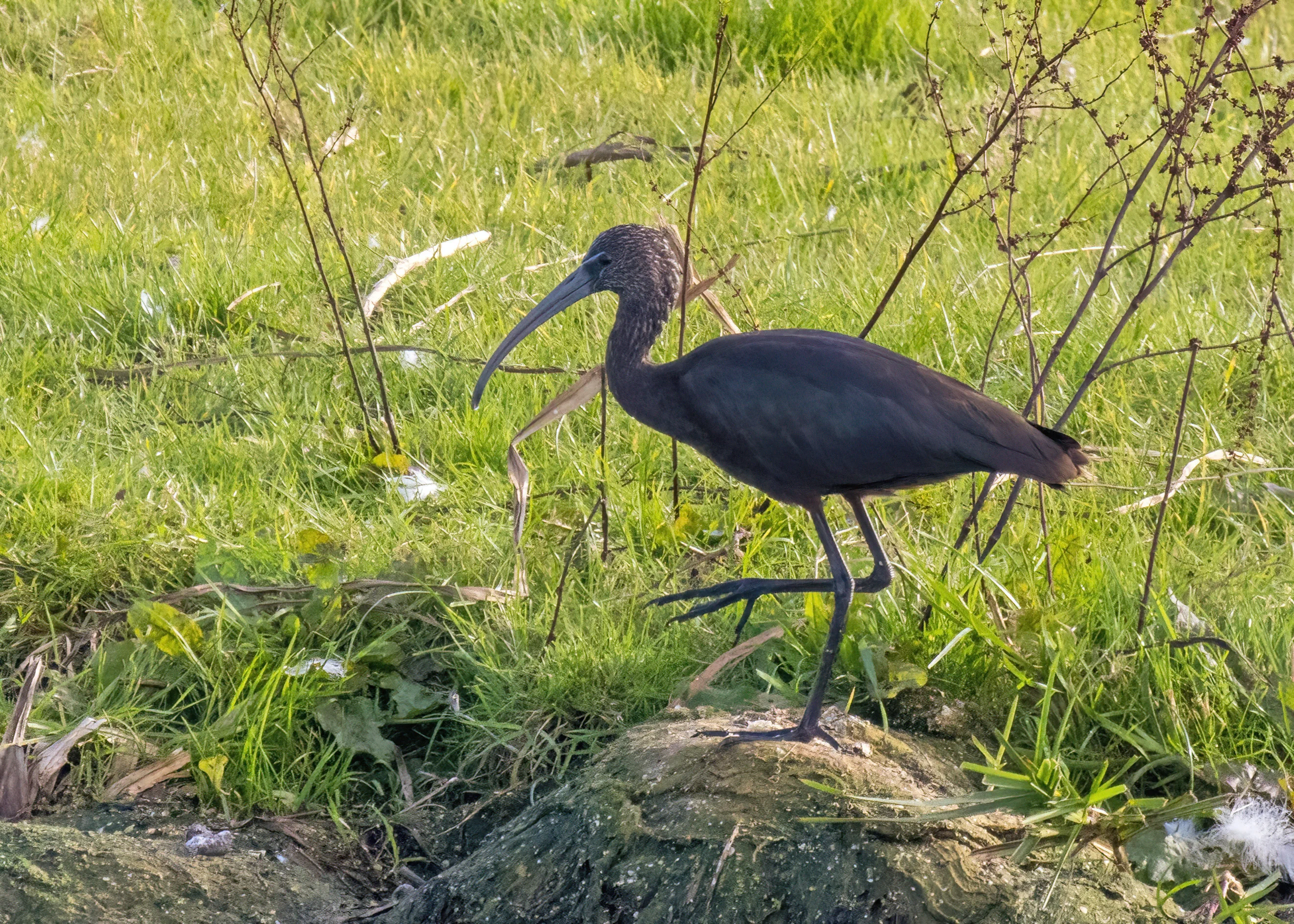 Sighting Report - BirdGuides