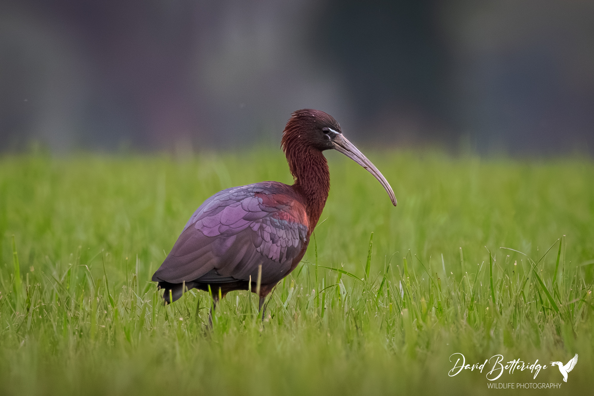 Glossy Ibis by David Betteridge - BirdGuides